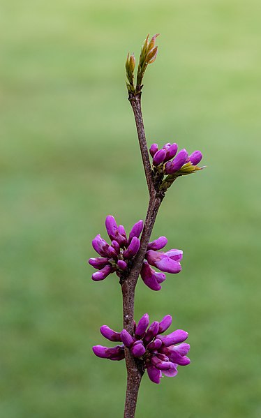 The Redbud Phenology Project | USA National Phenology Network