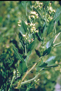 Nature's Notebook: Eastern Baccharis