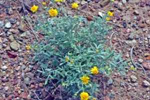 Nature's Notebook: Hairyseed Bahia
