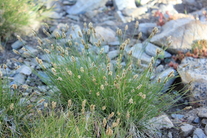Nature's Notebook: Threadleaf Sedge