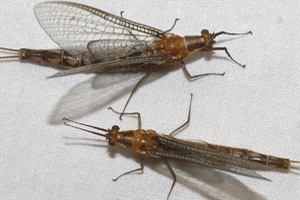 Nature's Notebook: Mayfly