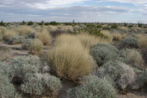 Hilaria rigida - Alchetron, The Free Social Encyclopedia