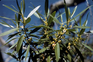 Nature's Notebook: Naio