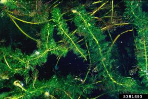 Nature's Notebook: Eurasian Watermilfoil