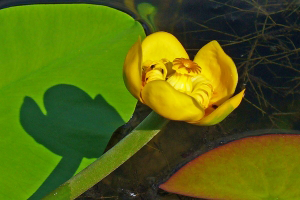 Nature's Notebook: Yellow Pond-lily