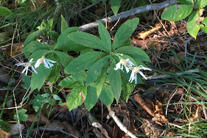 Nature's Notebook: Whorled Wood Aster