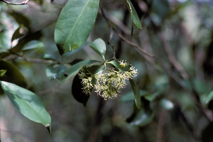 Nature's Notebook: Corcho Bobo