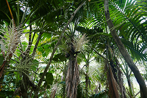 Nature's Notebook: Sierran Palm