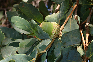 Nature's Notebook: Engelmann Oak