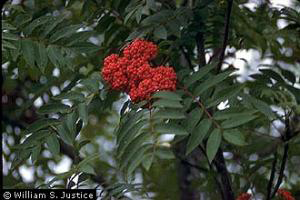 Nature's Notebook: American Mountain Ash