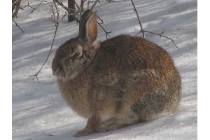 Nature's Notebook: Eastern Cottontail