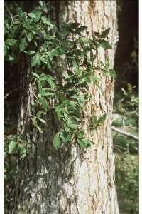 Nature's Notebook: Cedar Elm