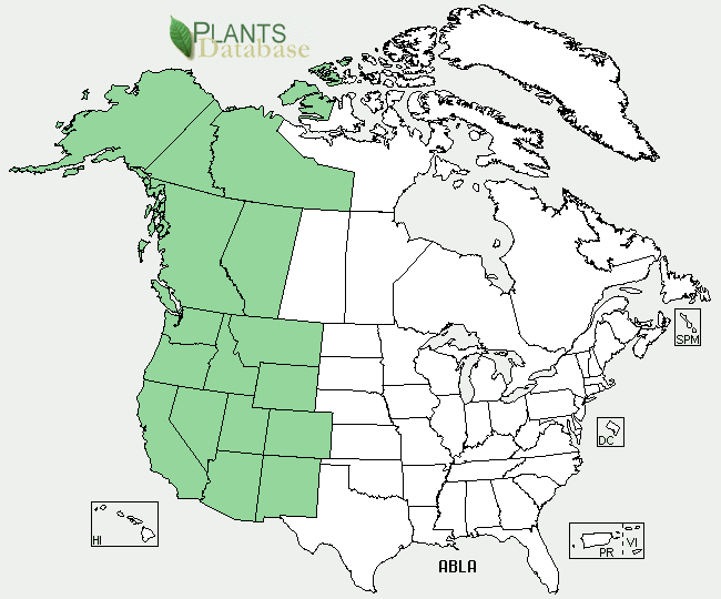 Nature's Notebook: Subalpine Fir
