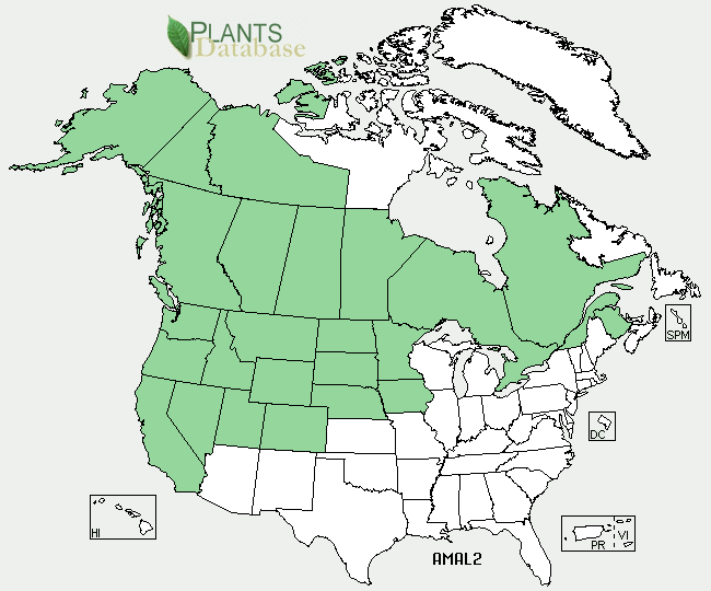 Nature's Notebook: Saskatoon Serviceberry