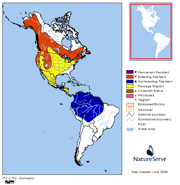 Nature's Notebook: Olive-sided Flycatcher