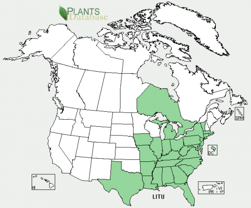 Nature's Notebook: Tuliptree