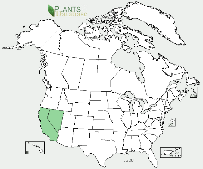 Nature's Notebook: Bluntlobe Lupine
