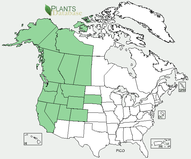Nature's Notebook: Lodgepole Pine